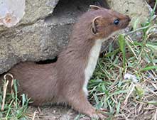 Stoats - Pestoff